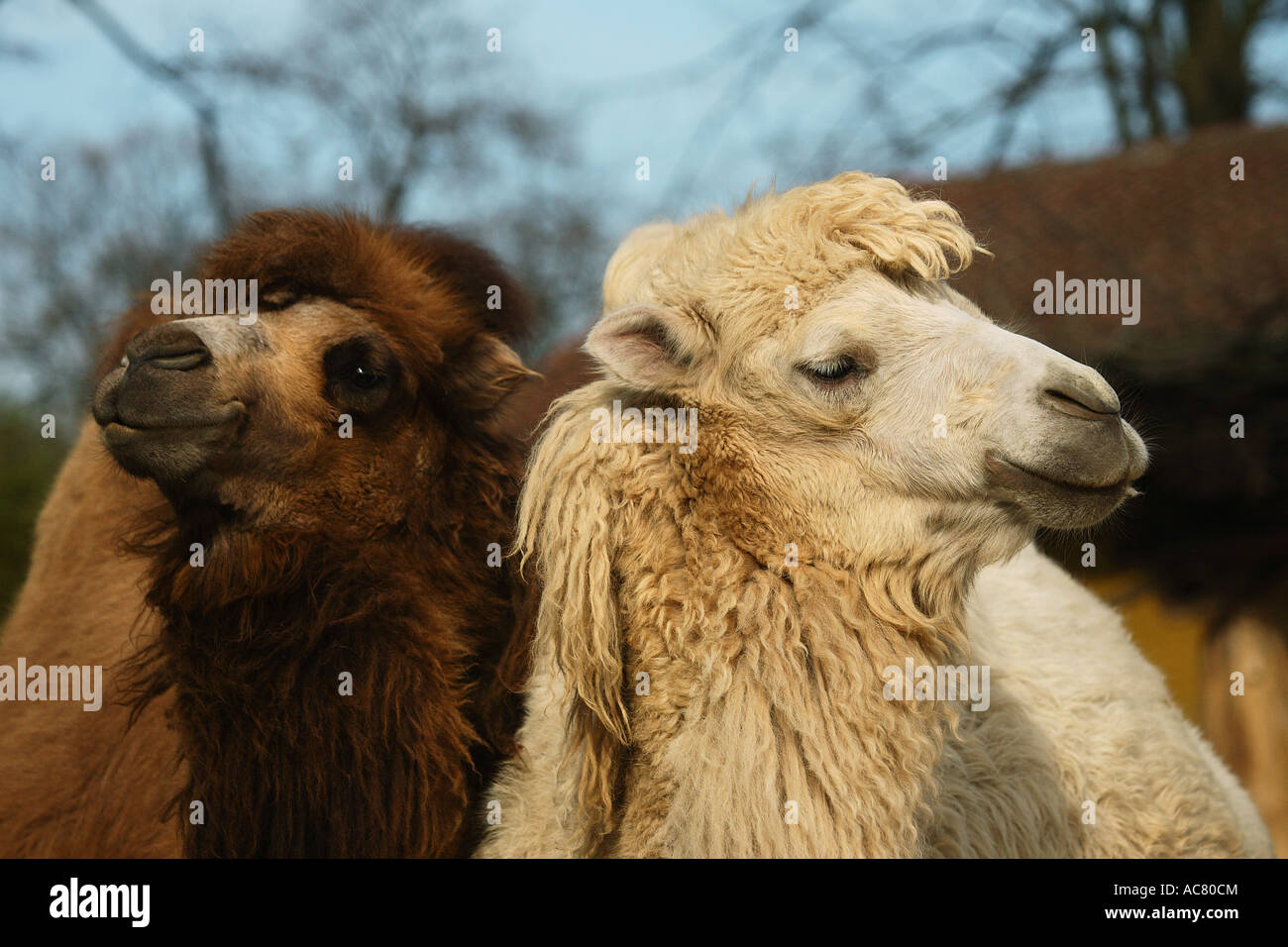 Camelus ferus bactrianus bactrian domestic hi-res stock photography and ...