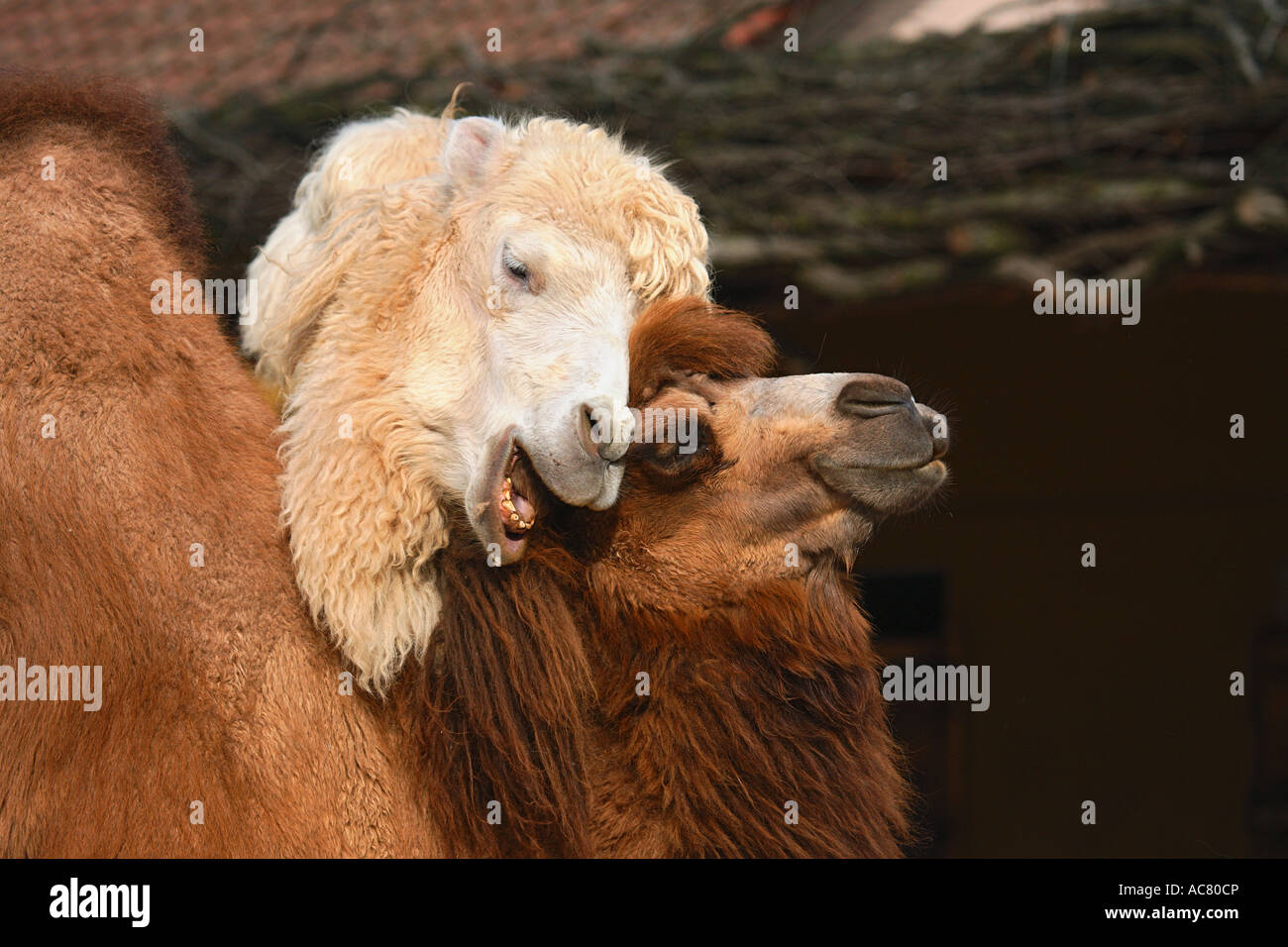 Camelus ferus bactrianus bactrian domestic hi-res stock photography and ...