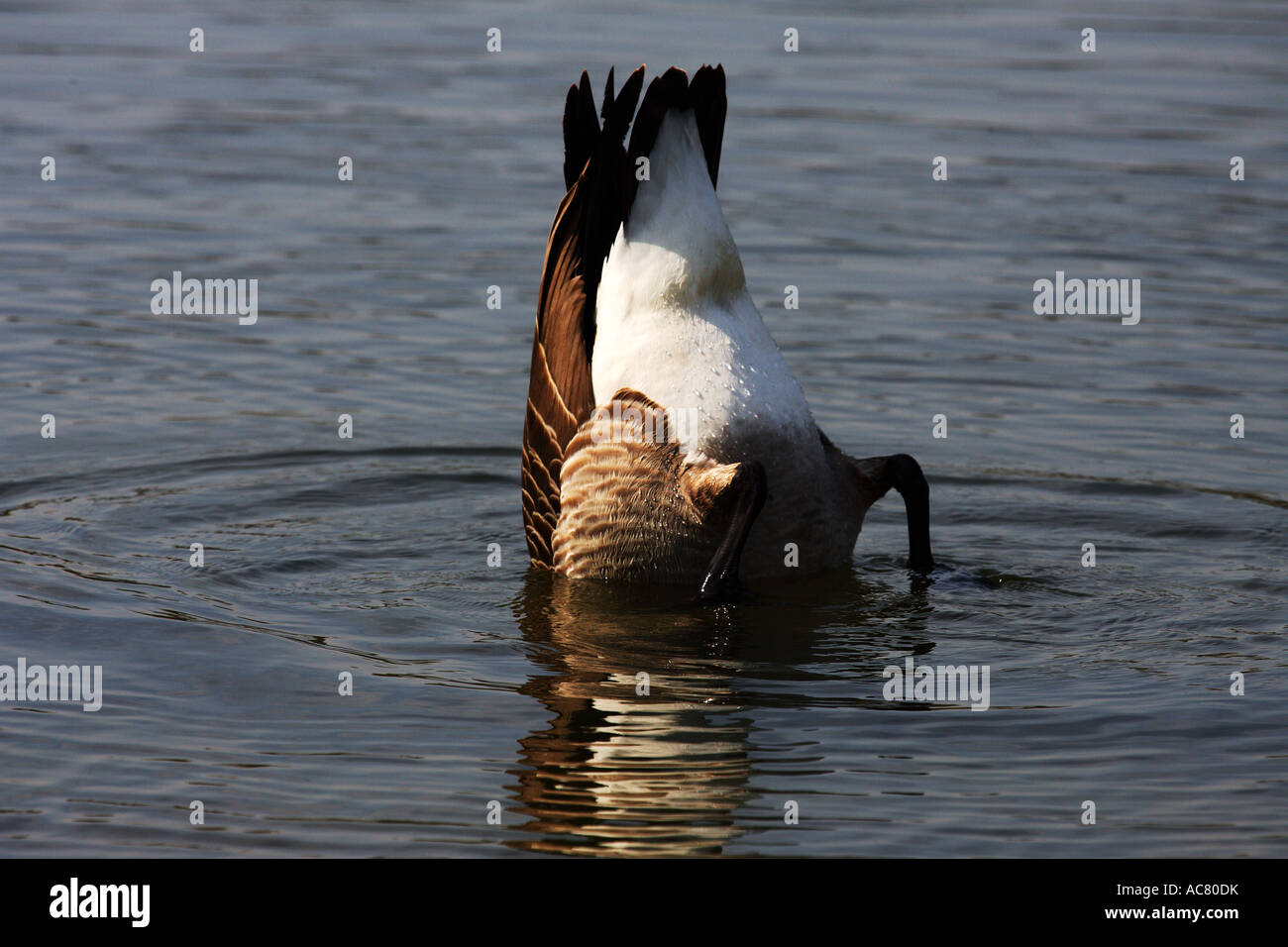 greylag goose - diving / Anser anser Stock Photo - Alamy