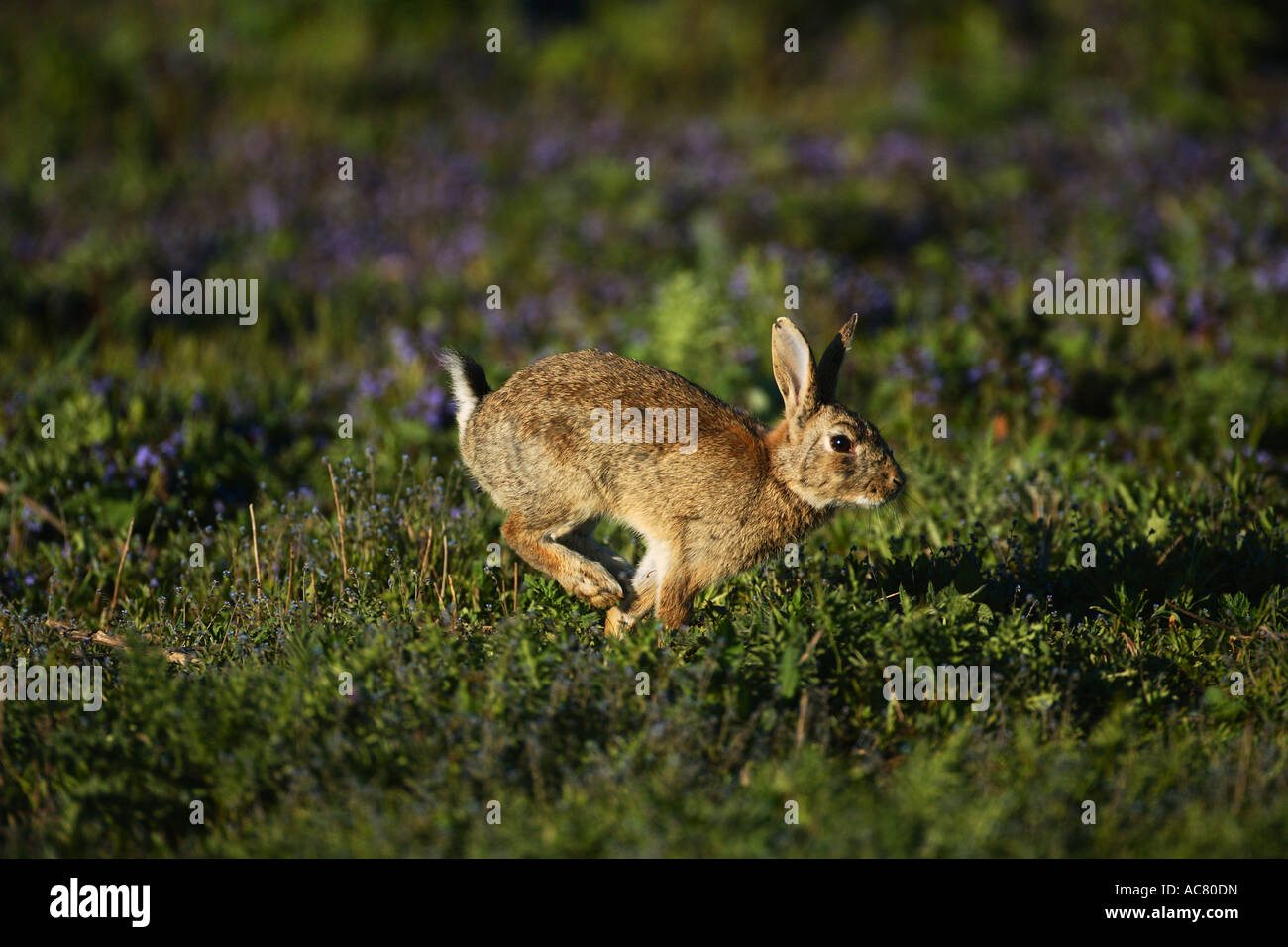 Wildlife world hi-res stock photography and images - Alamy