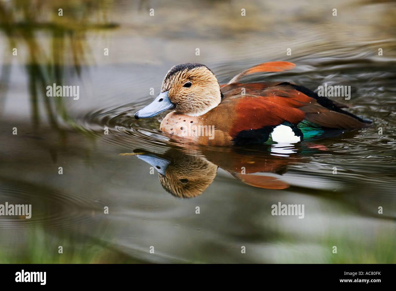 Teal in water hi-res stock photography and images - Alamy