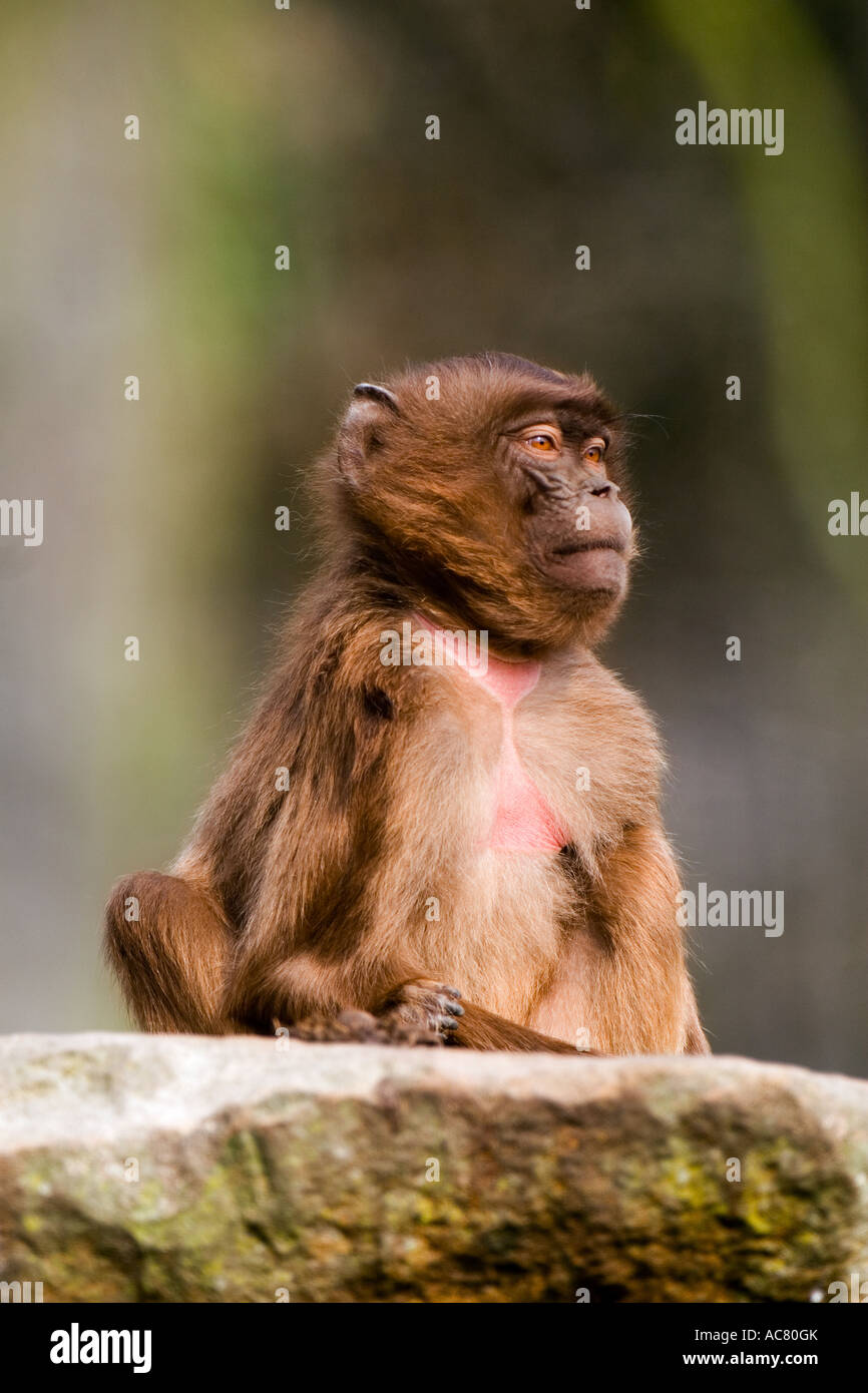 Gelada - sitting on rock / Theropithecus gelada Stock Photo - Alamy