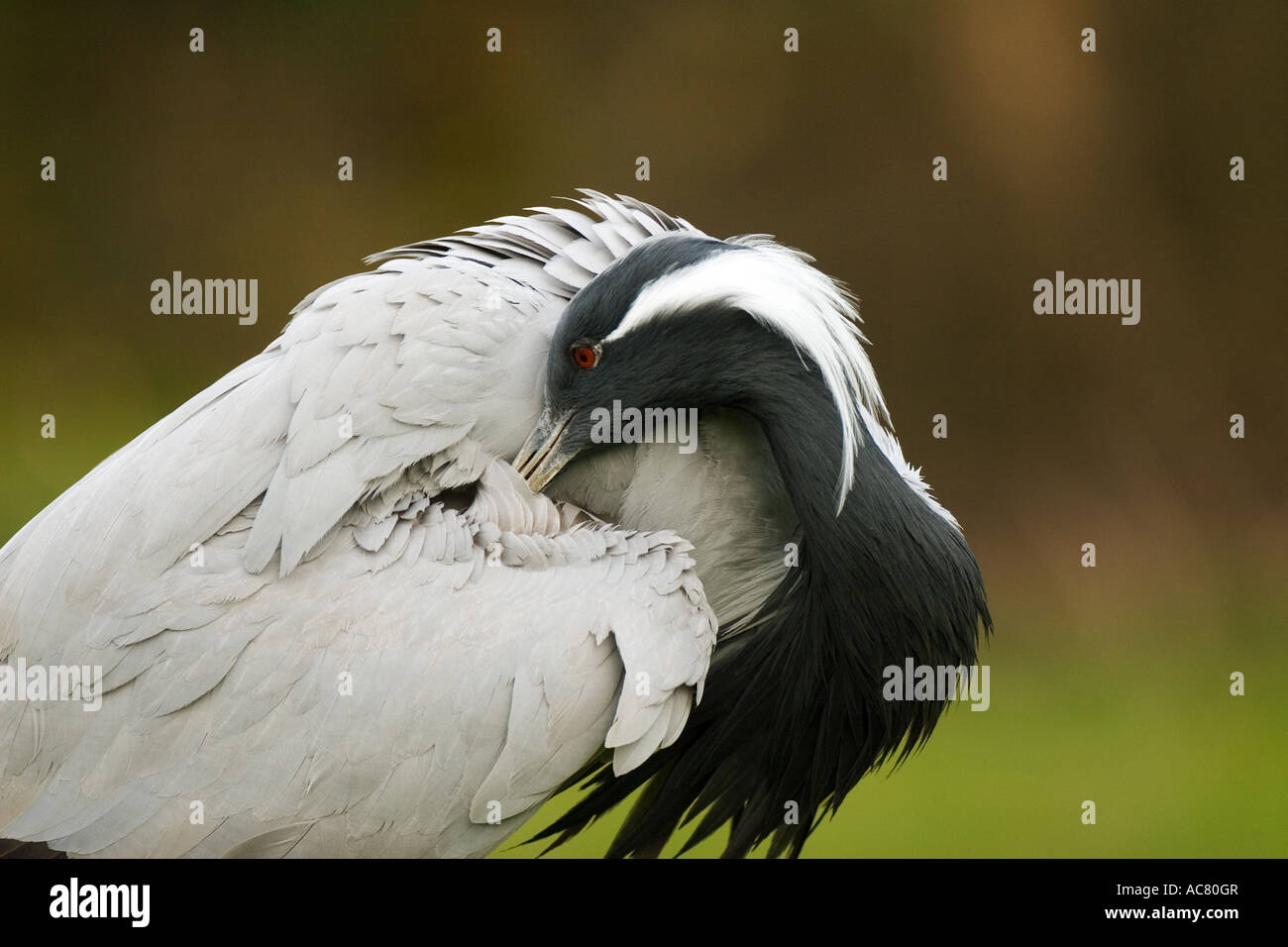 Demoiselle crane - standing lateral / Anthropoides virgo Stock Photo ...