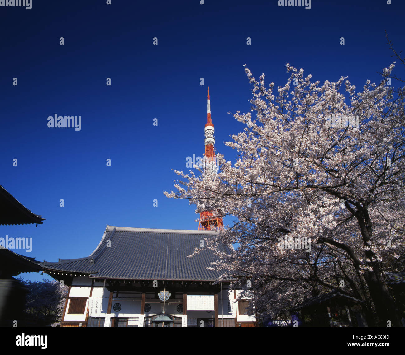 Tokyo Tower, Cherry Blossom and Zojoji Temple ( Zojo-ji Stock Photo - Alamy
