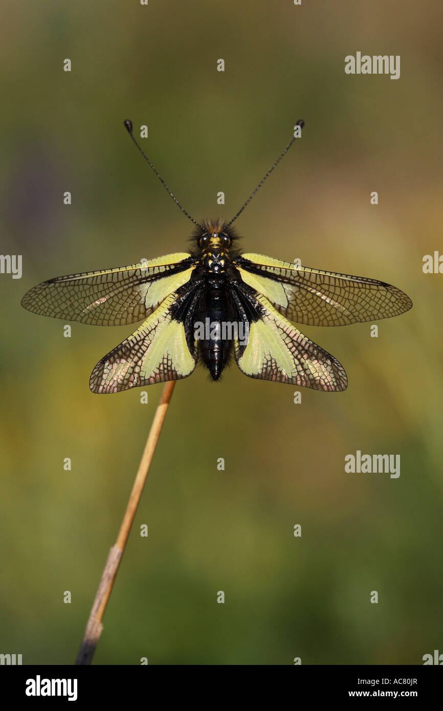 European owlfly / Libelloides coccajus Stock Photo - Alamy