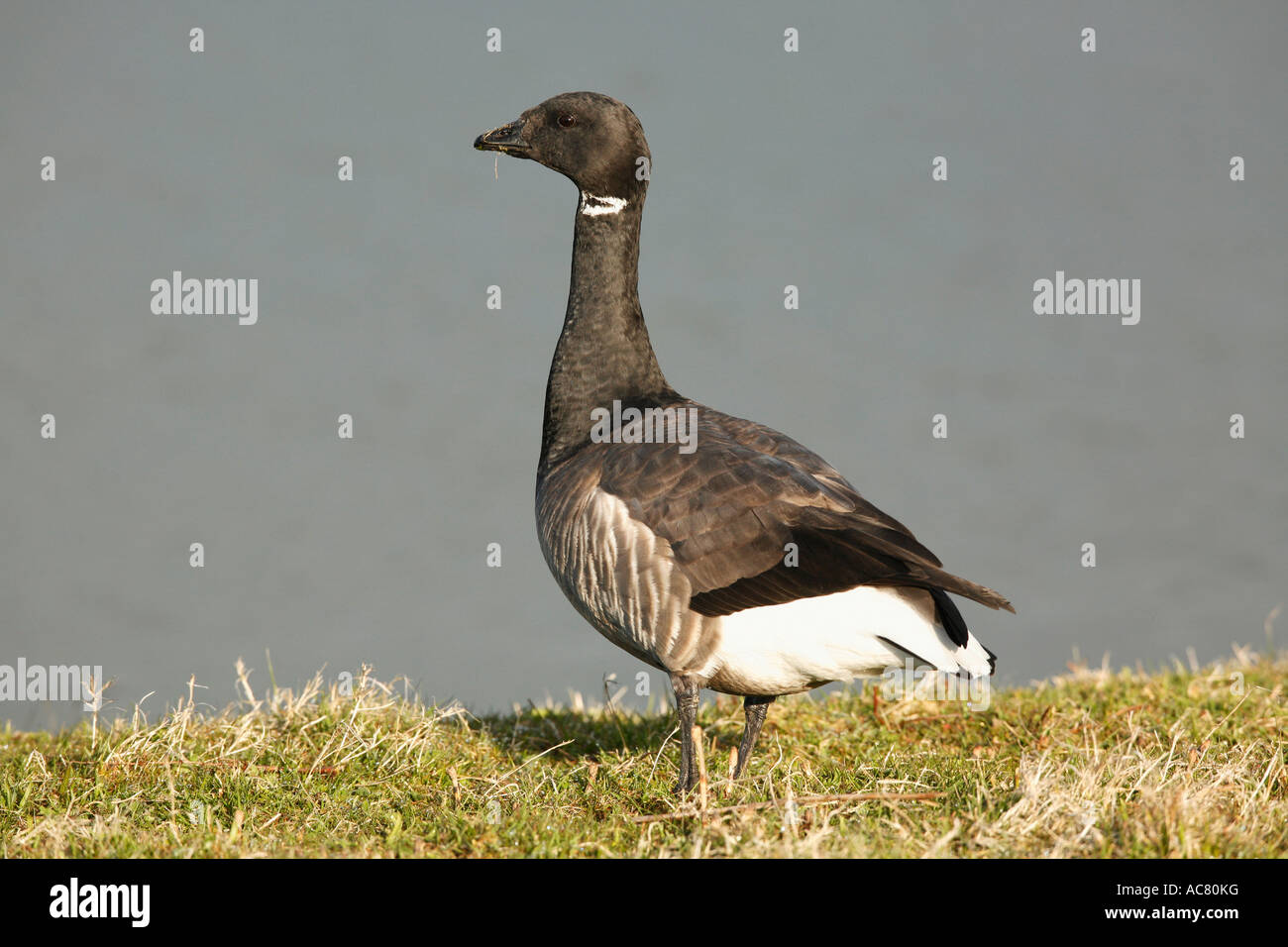 Brant goose stands hi-res stock photography and images - Alamy