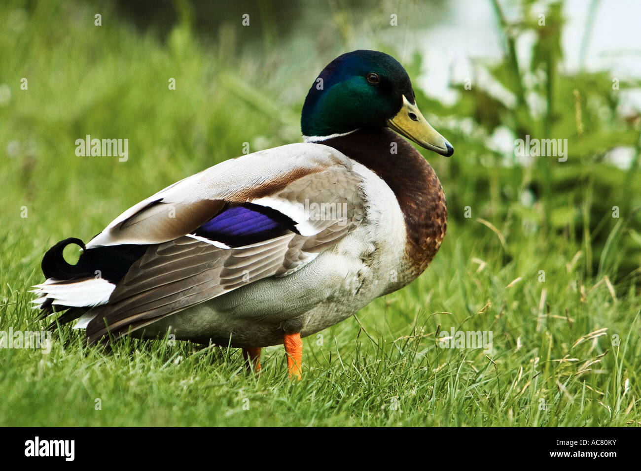 mallard - drake standing on meadow Stock Photo - Alamy