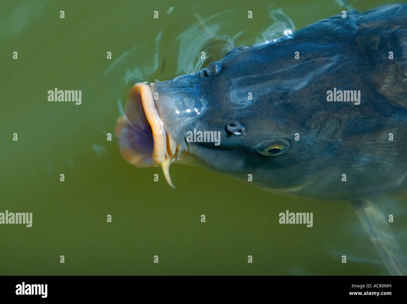 mirror carp - portrait / Cyprinus carpio morpha noblis Stock Photo - Alamy