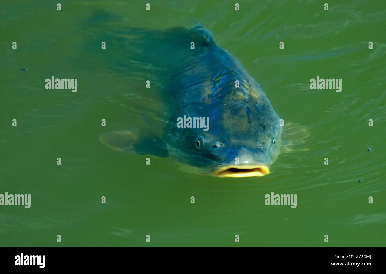 mirror carp / Cyprinus carpio morpha noblis Stock Photo - Alamy