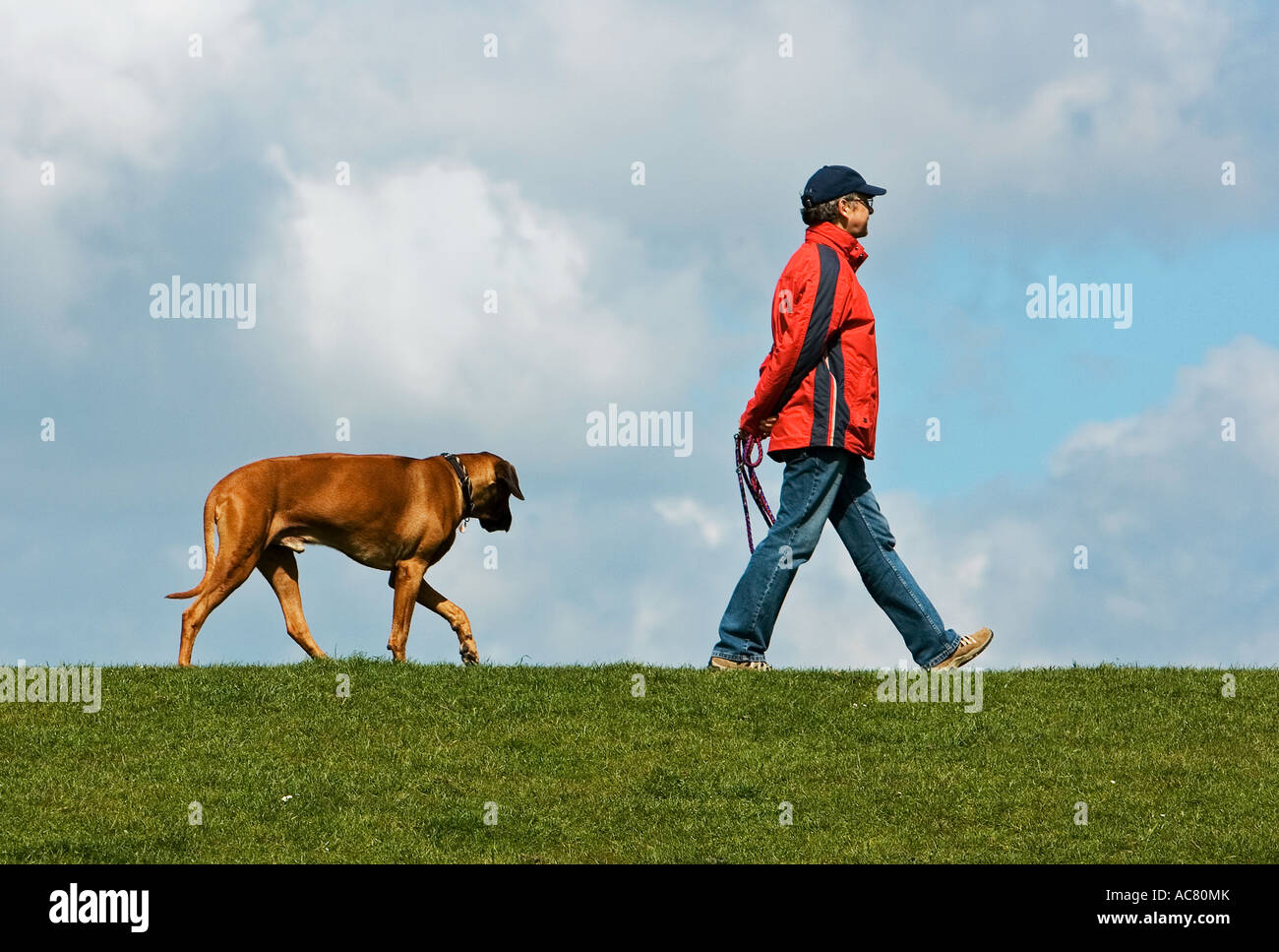 Man rhodesian ridgeback hi-res stock photography and images - Alamy