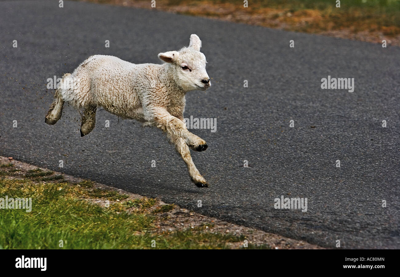 lamb - running Stock Photo - Alamy