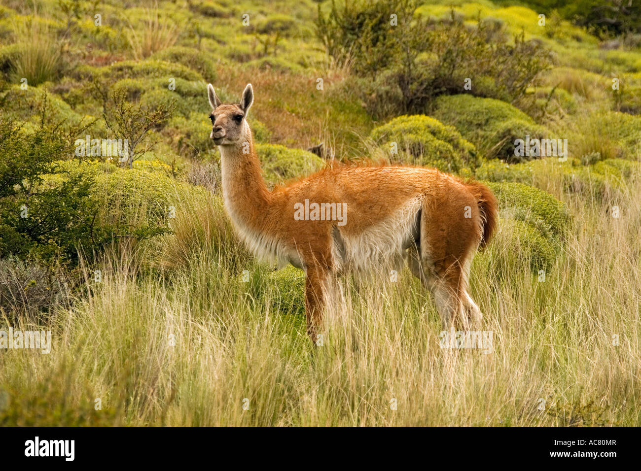 Guanacos stands hi-res stock photography and images - Alamy