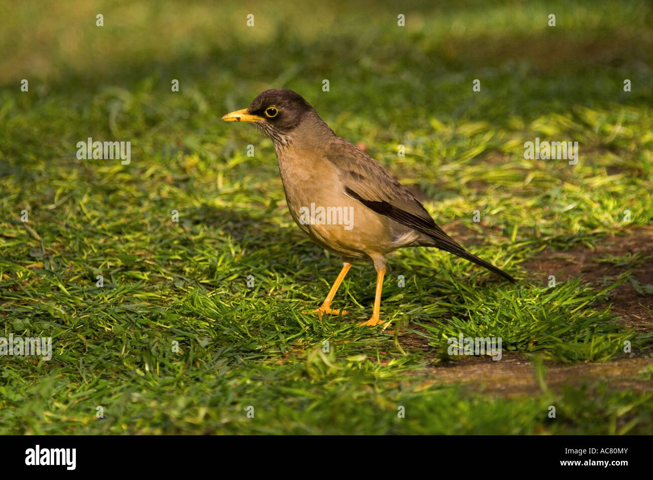 austral trush on meadow / Turdus falcklandii Stock Photo - Alamy