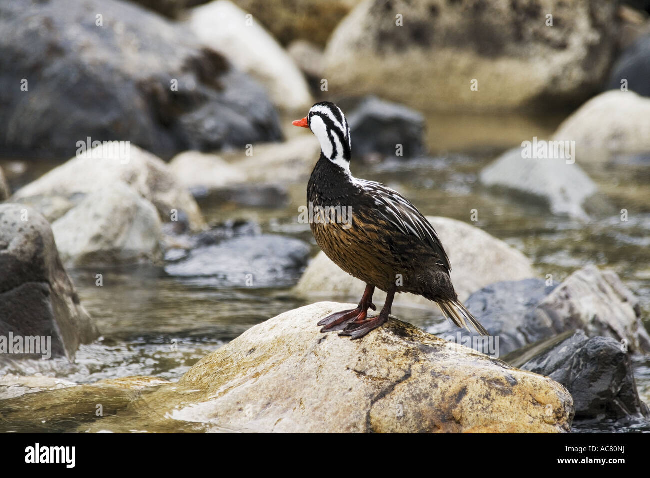 Male torrent duck hi-res stock photography and images - Alamy