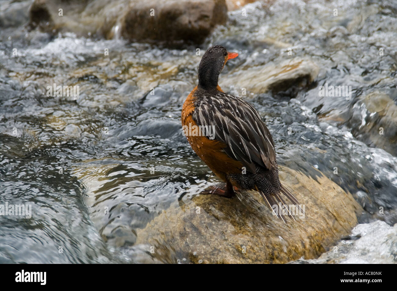 Female torrent duck hi-res stock photography and images - Alamy