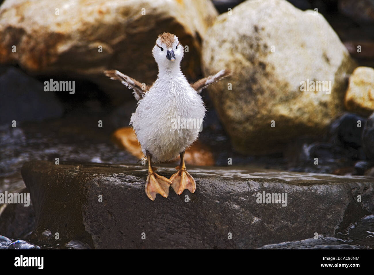 Fledgling ducks hi-res stock photography and images - Alamy