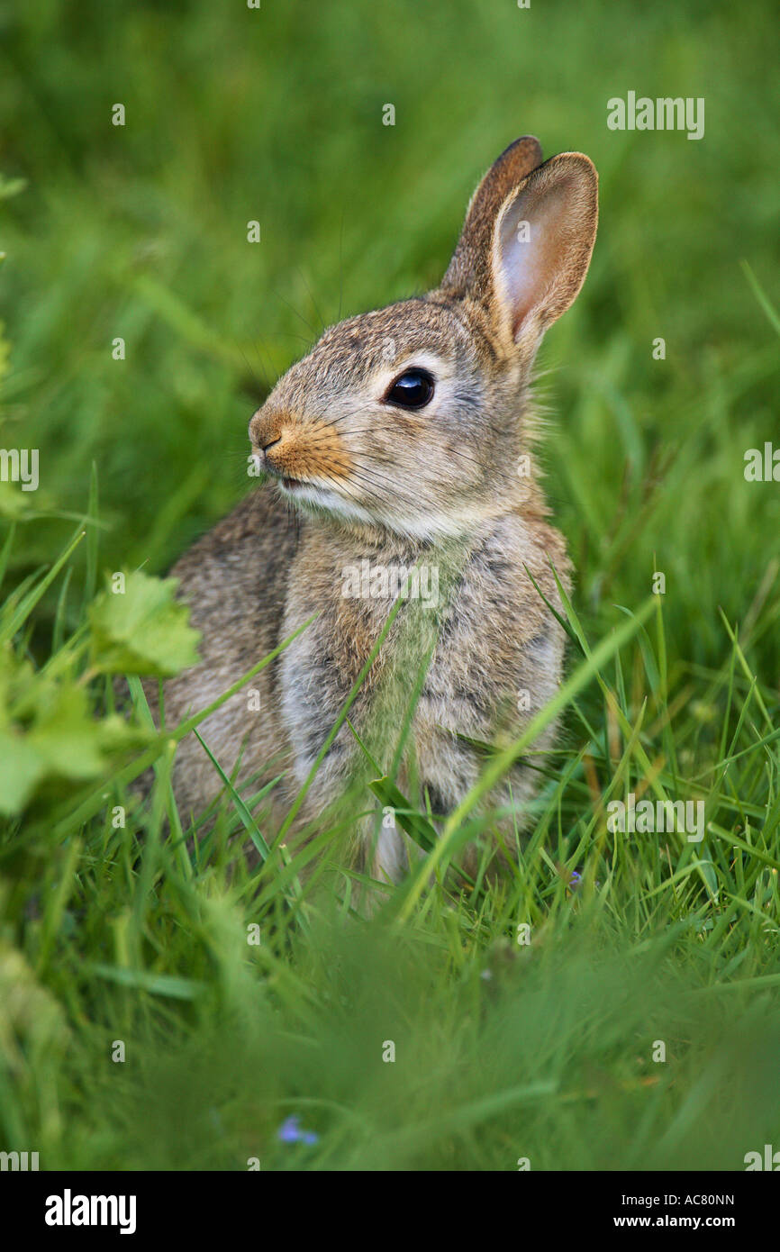 Old world animals hi-res stock photography and images - Alamy