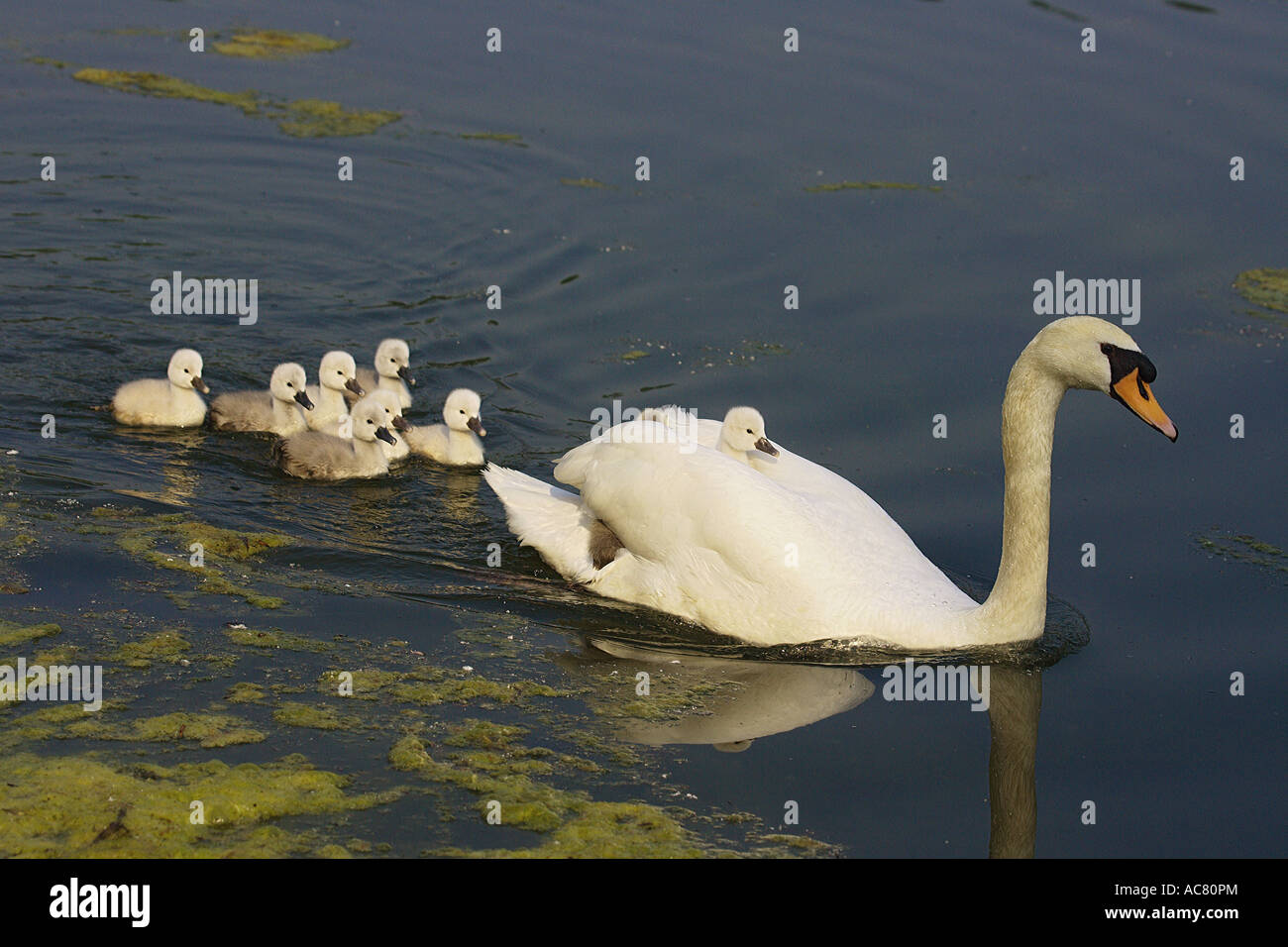 mute swan with fledglings - swimming / Cygnus olor Stock Photo - Alamy