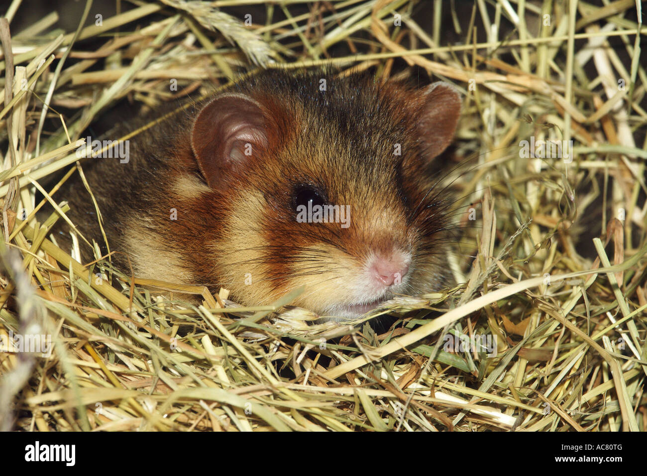 European hamster in den - lying in straw / Cricetus cricetus Stock ...