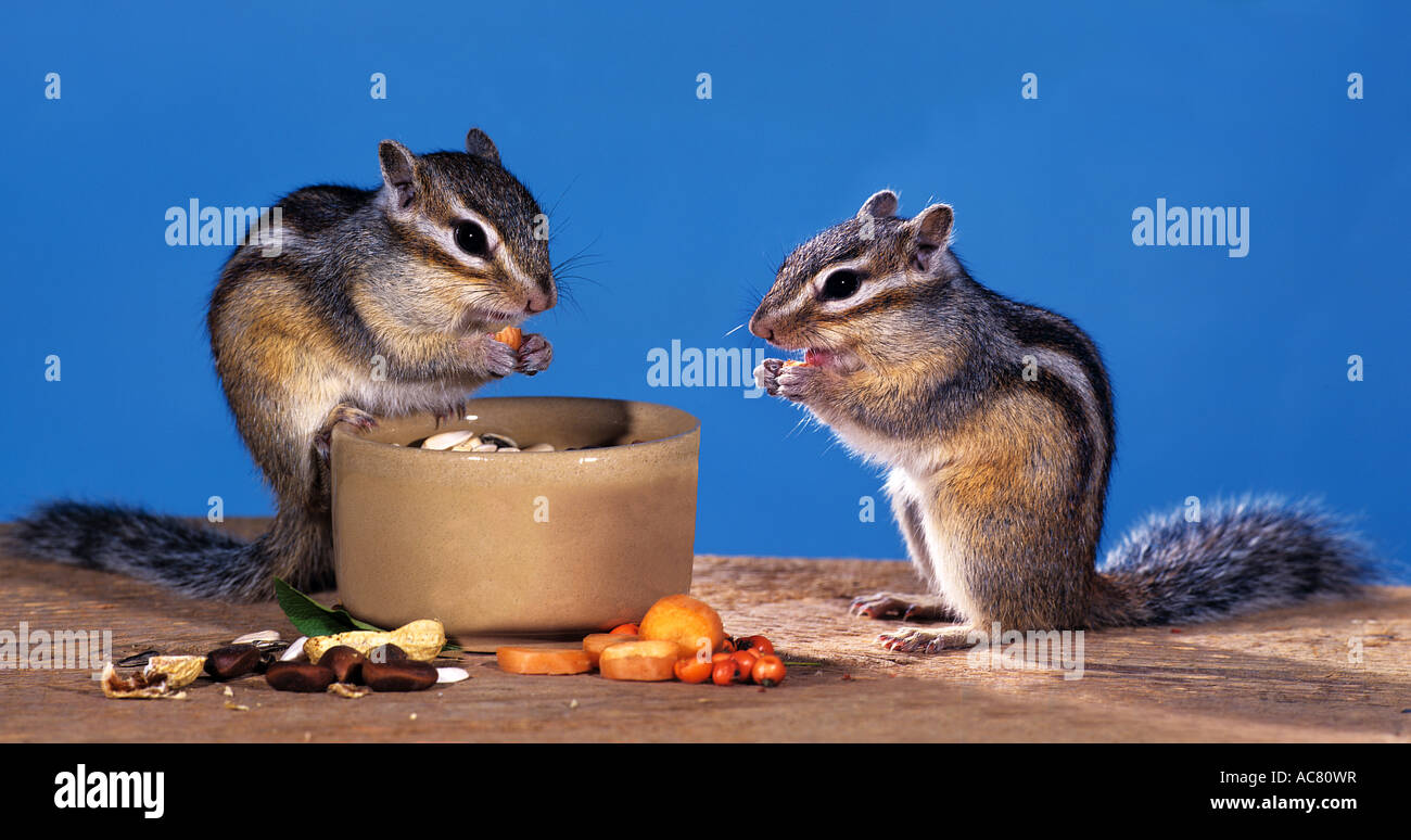 Siberian chipmunks tamias sibiricus hi-res stock photography and images - Alamy