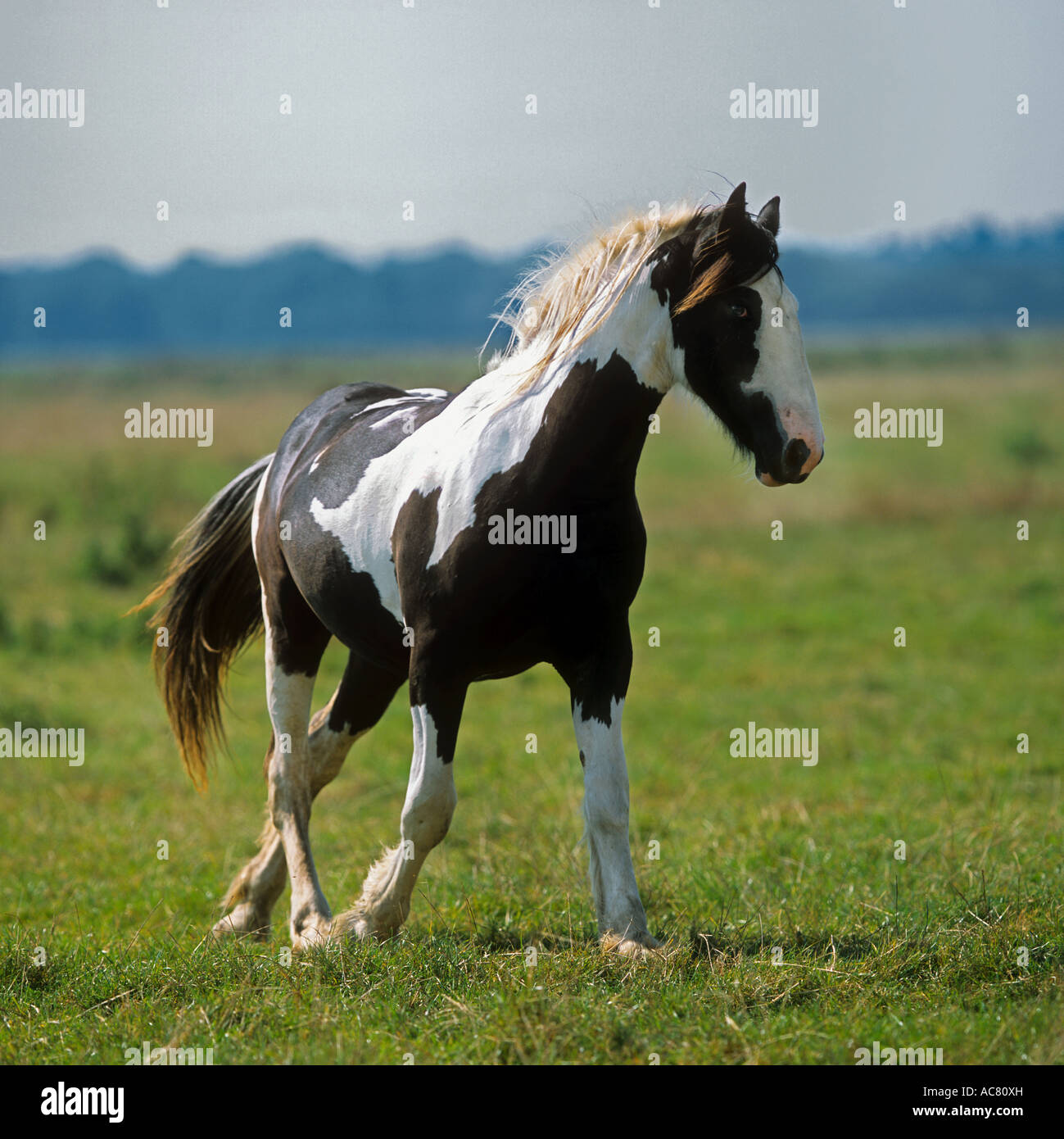 Irish Tinker Pony - trotting on meadow Stock Photo - Alamy