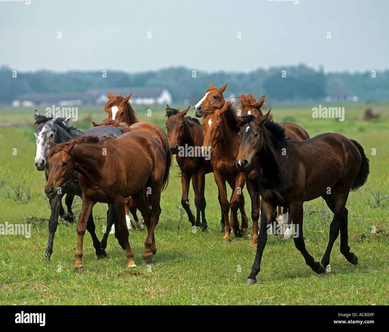 Hungarian half-breed horses - herd on meadow Stock Photo - Alamy