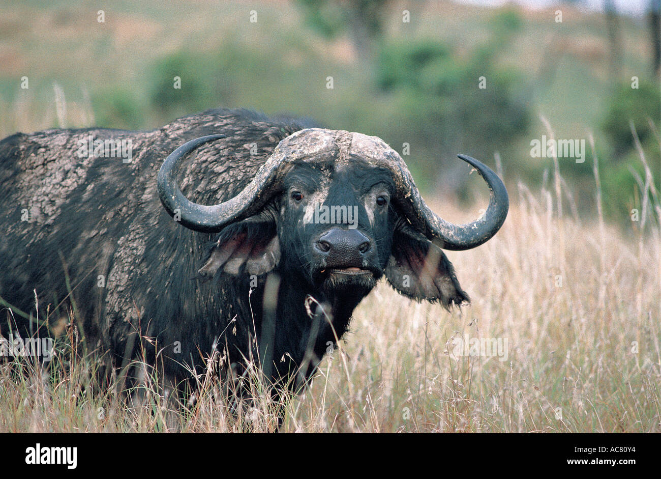 Mature male Cape Buffalo Masai Mara National Reserve Kenya East Africa ...