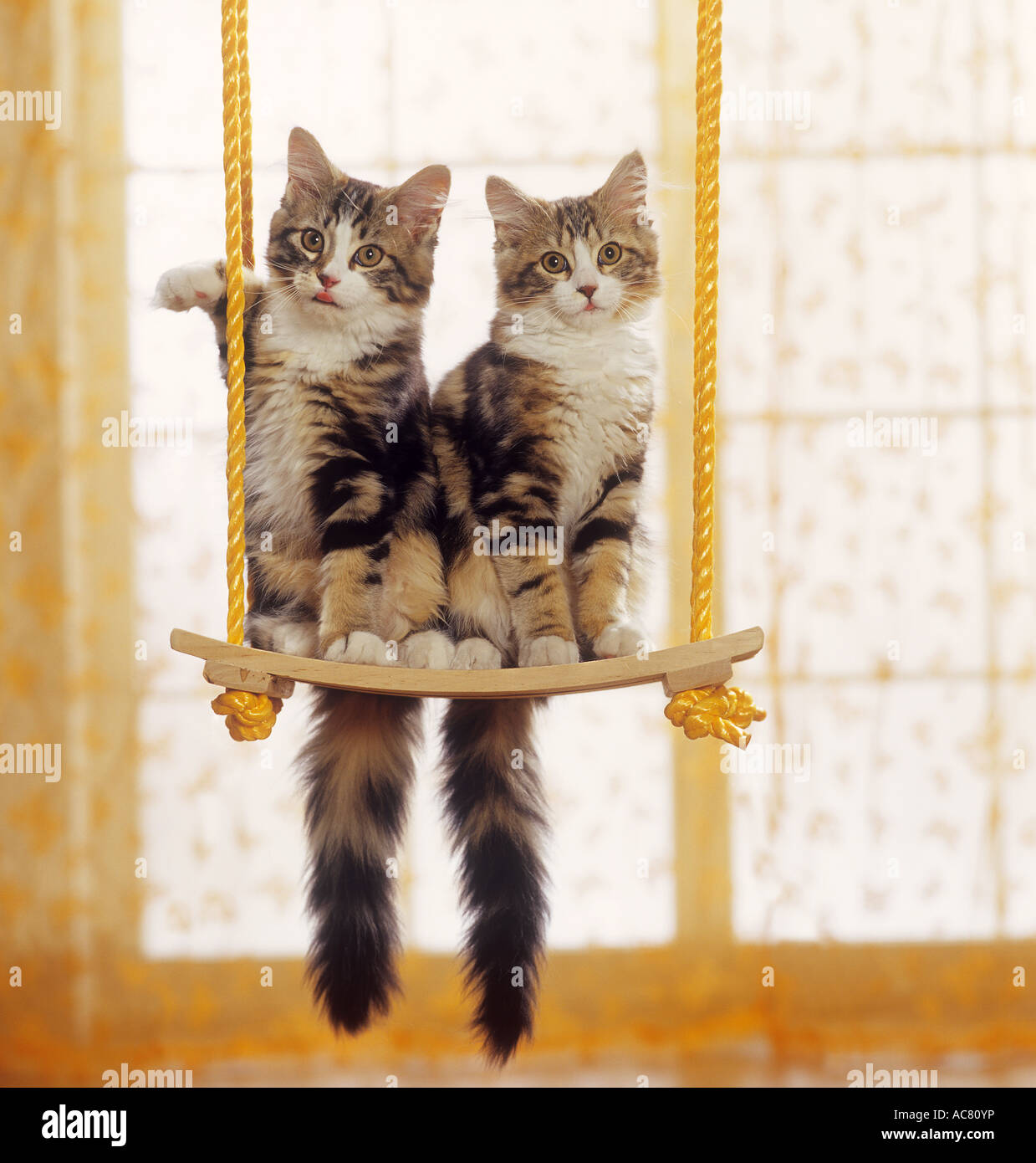 two kittens - sitting on swing Stock Photo - Alamy