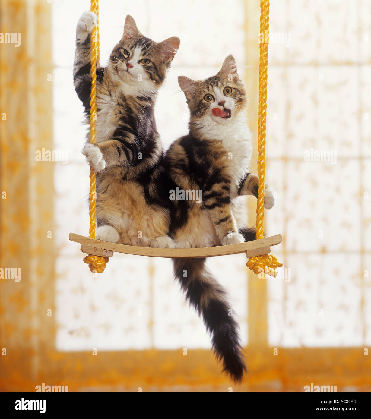 two kittens - sitting on swing Stock Photo - Alamy