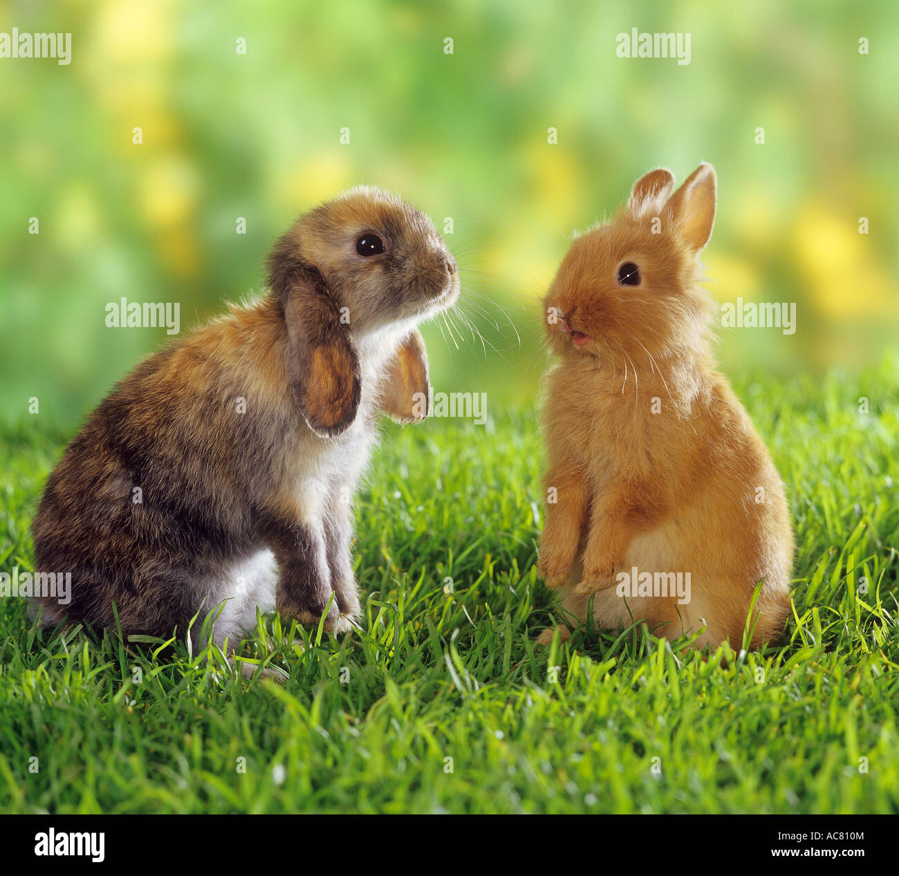 dwarf rabbit and lop-eared dwarf rabbit on meadow Stock Photo - Alamy