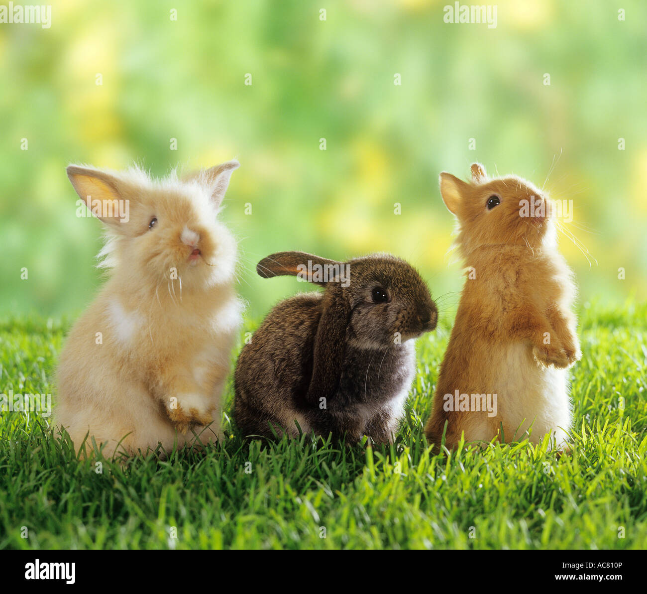 Three headed animal hi-res stock photography and images - Alamy