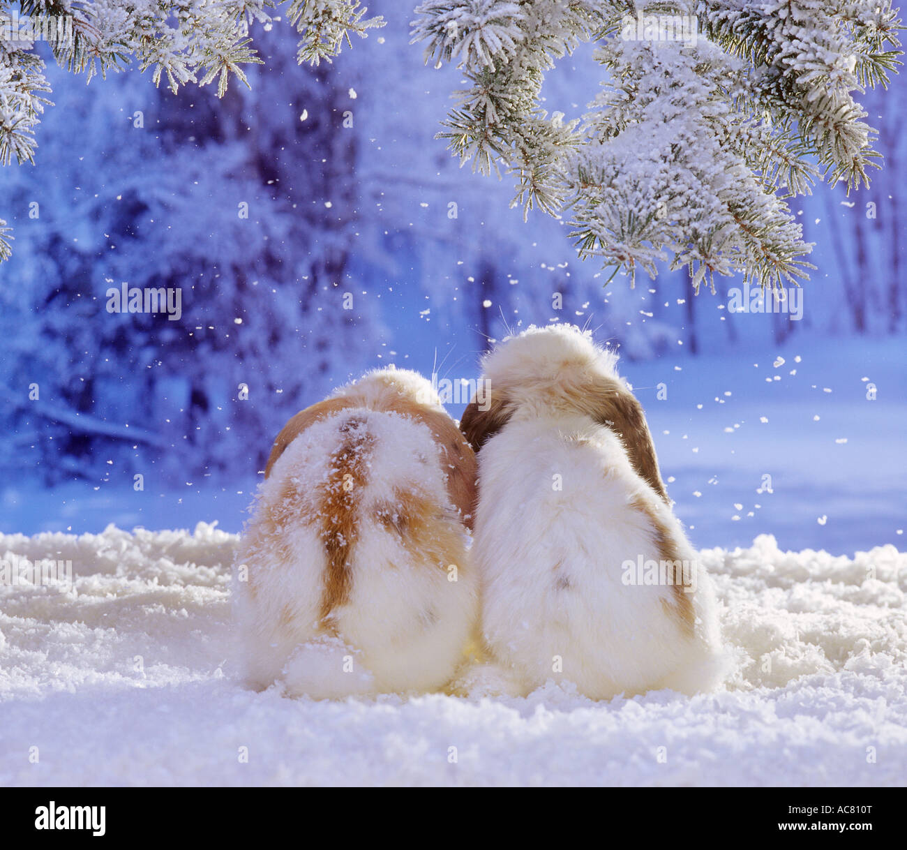 Rabbits hi-res stock photography and images - Alamy