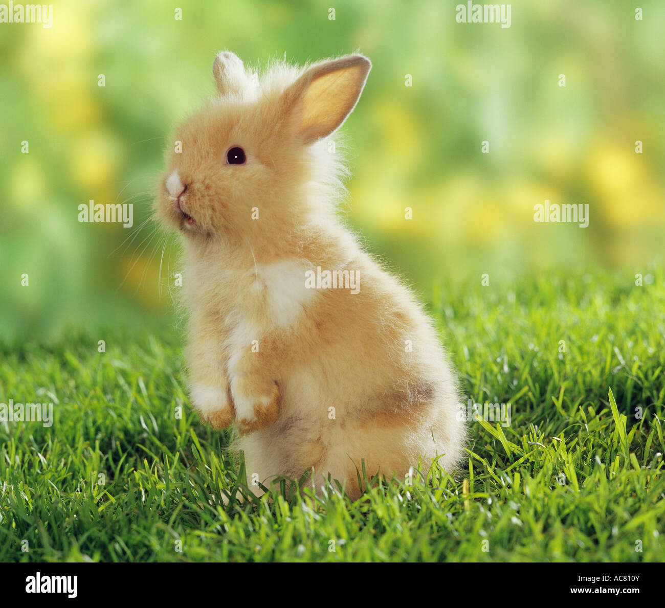 Lion-headed Dwarf rabbit. Young sitting on a meadow Stock Photo - Alamy