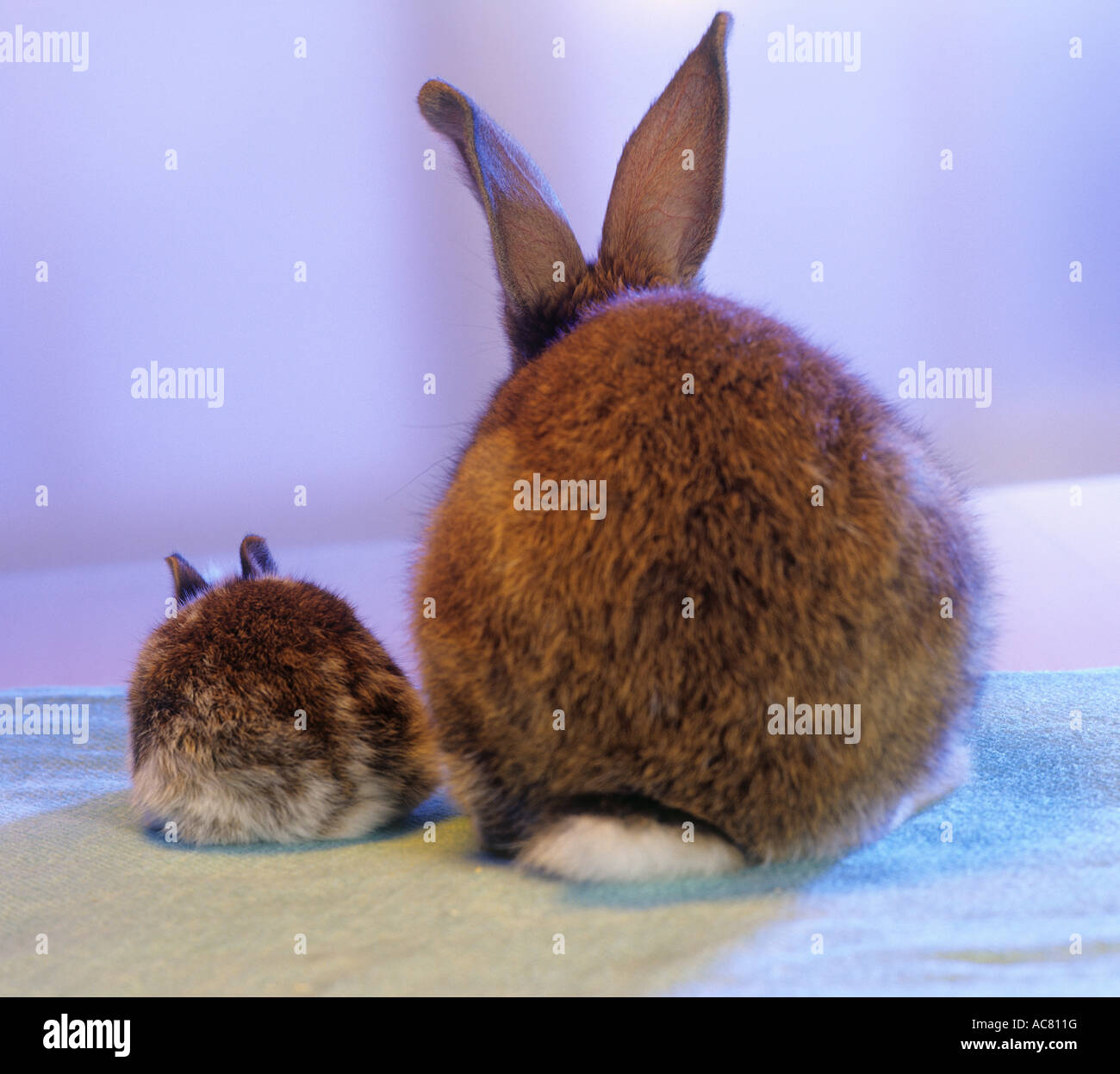 dwarf rabbit and cub - from behind Stock Photo - Alamy