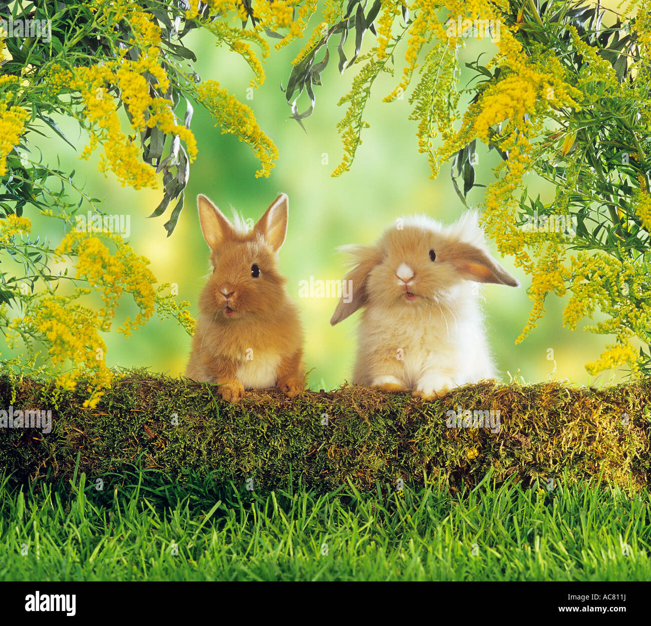 two li0on-headed dwarf rabbits behind tree trunk Stock Photo - Alamy