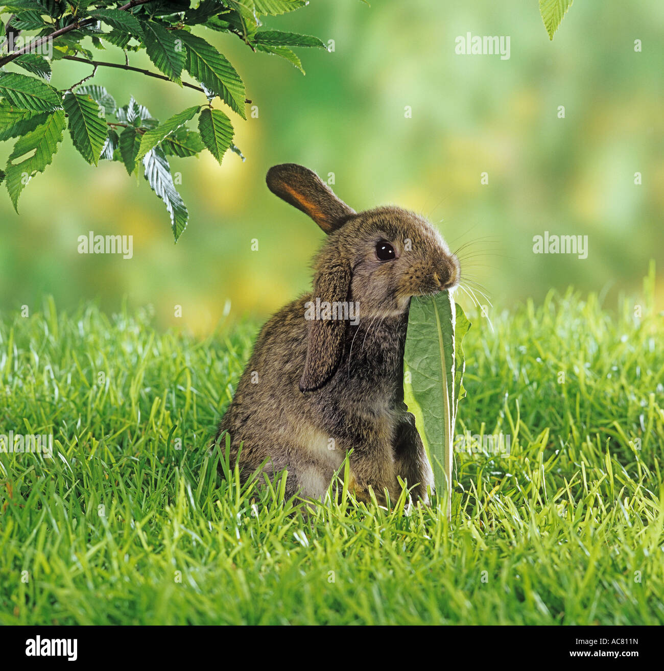 lop-eared dwarf rabbit - munching Stock Photo - Alamy