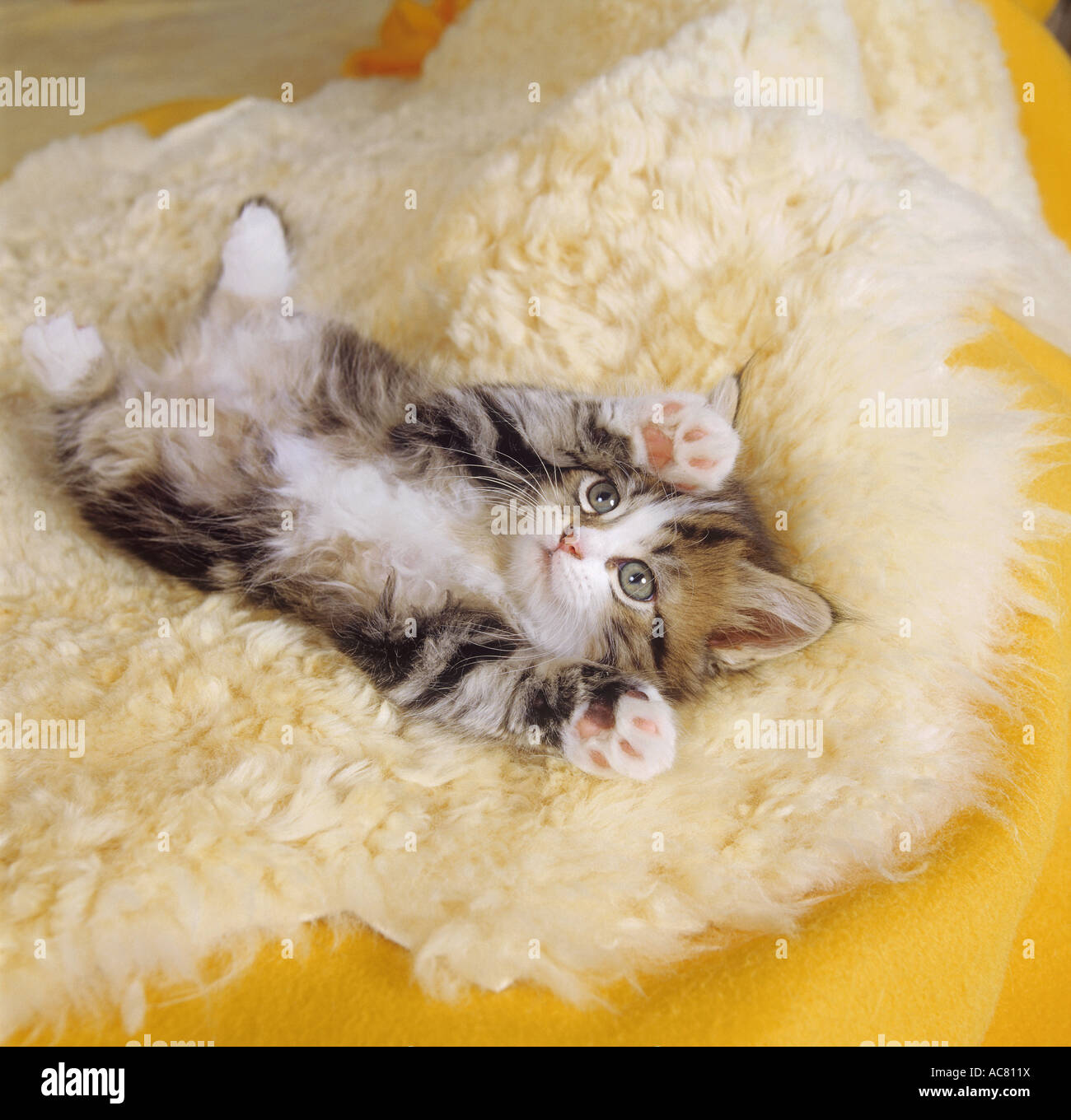 Domestic cat. A kitten lies on its back on a sheepskin Stock Photo - Alamy