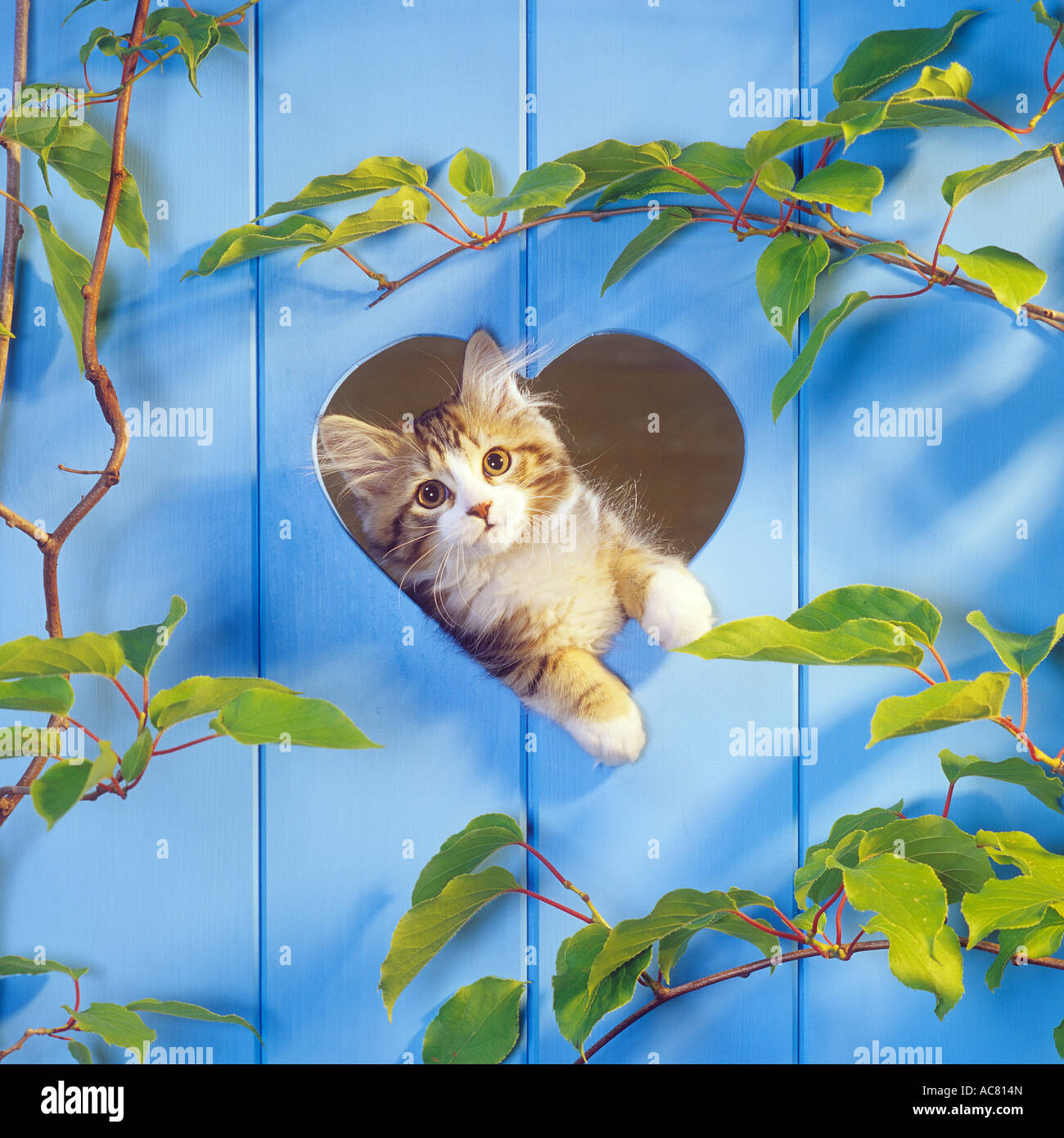 Cat through cat door hi-res stock photography and images - Alamy