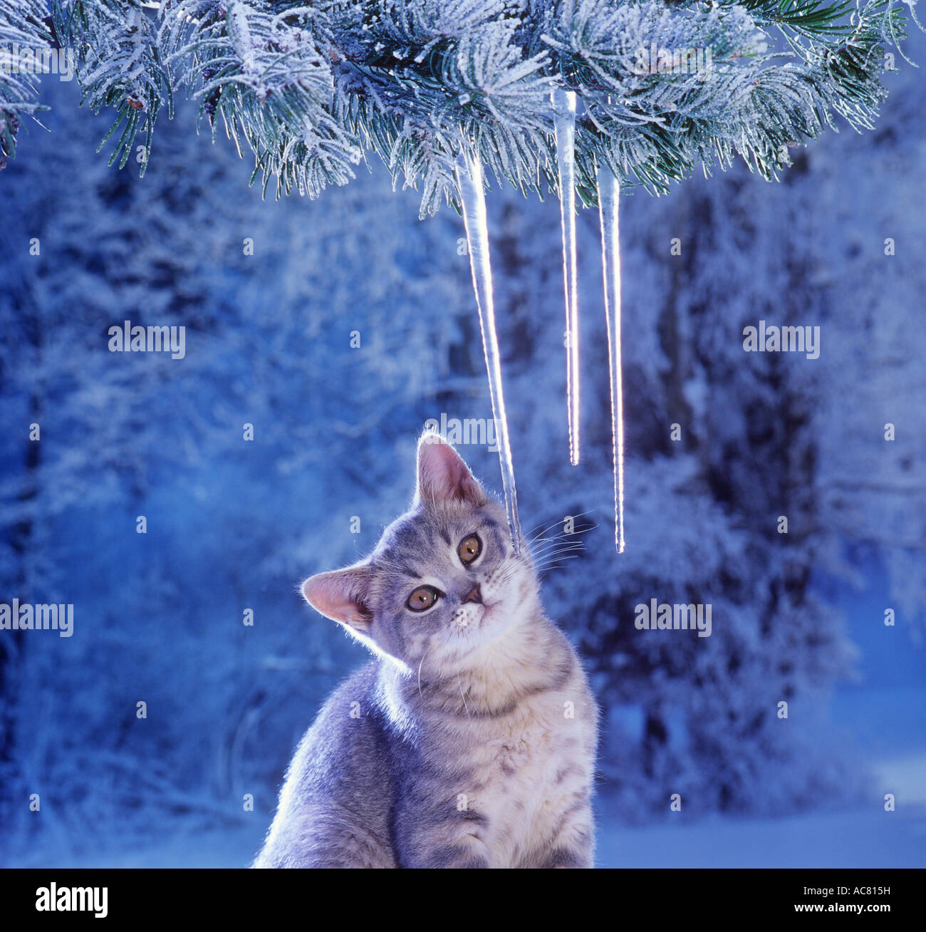 British animals and nature hi-res stock photography and images - Alamy