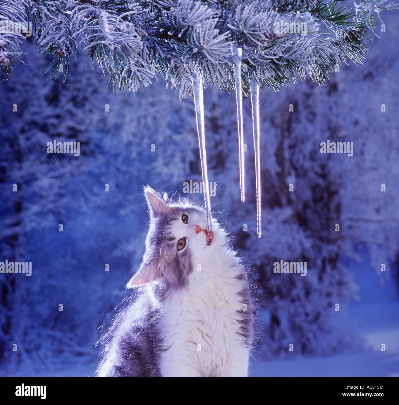 Siberian Forest cat. Kitten in snow. Kitten licking at icicle Stock ...