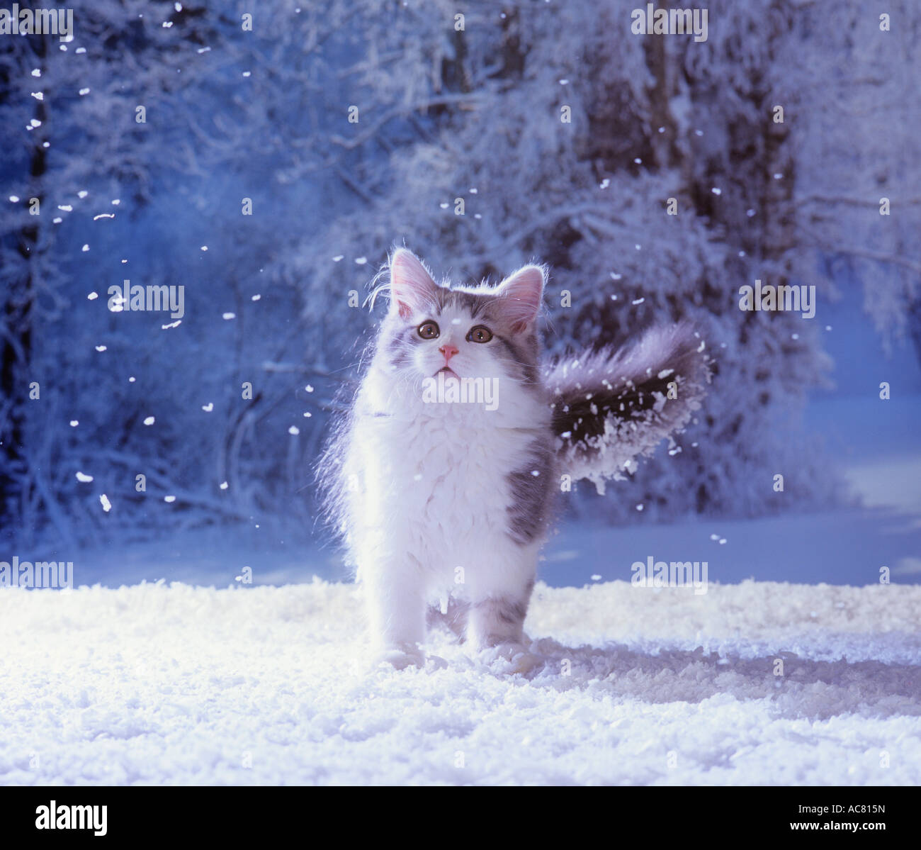 Siberian Forest cat. Kitten in snow Stock Photo - Alamy
