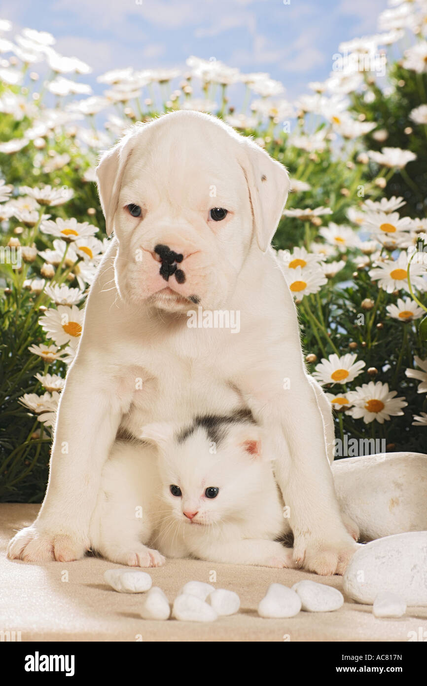 animal friendship : Boxer puppy and kitten Stock Photo - Alamy