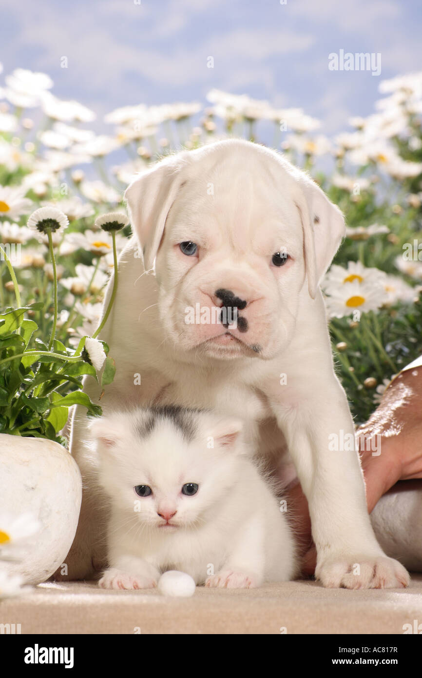 Fat Boxer Puppies Cute