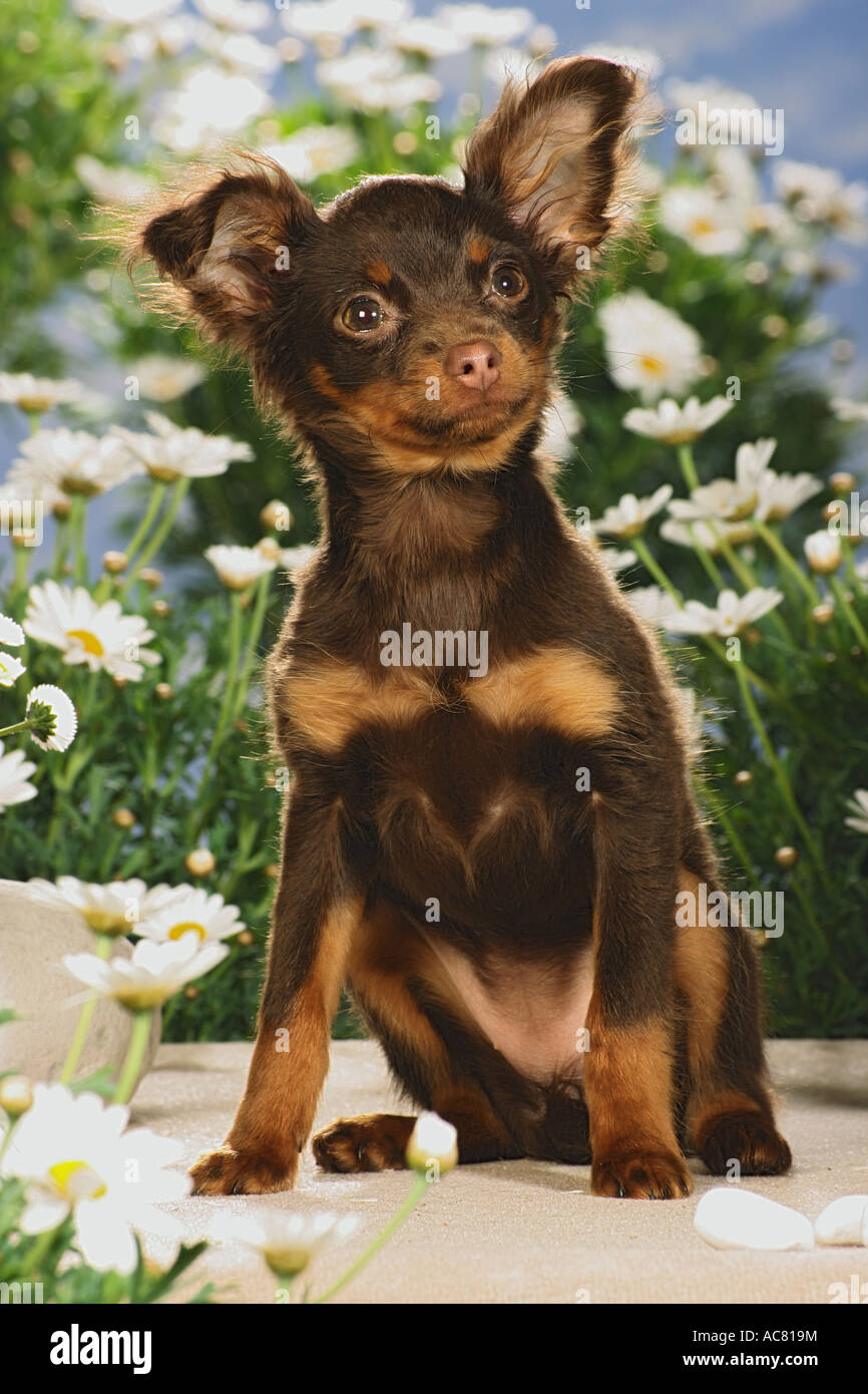 Russian toy terrier in front hi-res stock photography and images - Alamy
