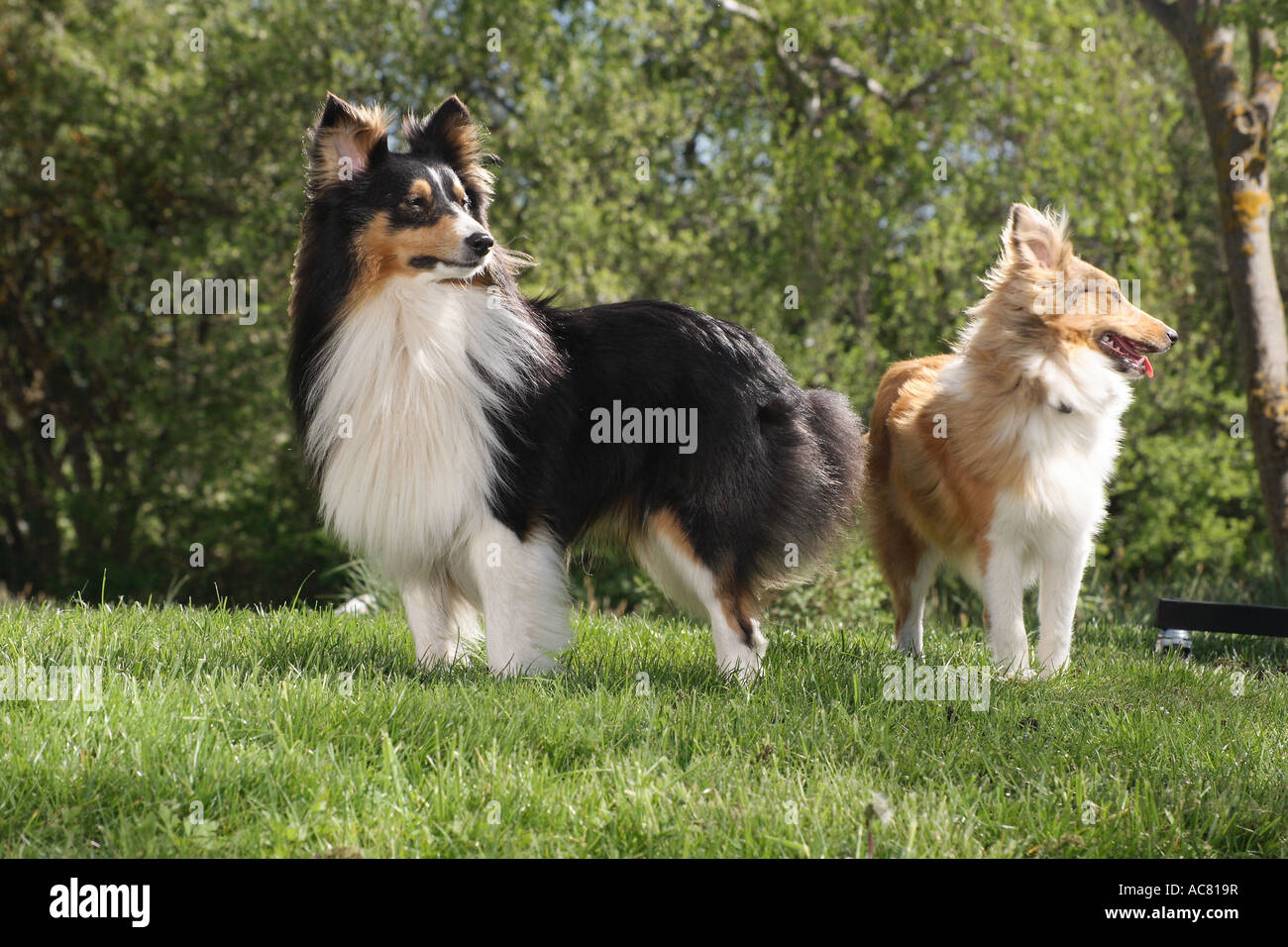 two Shelties - standing on meadow Stock Photo - Alamy