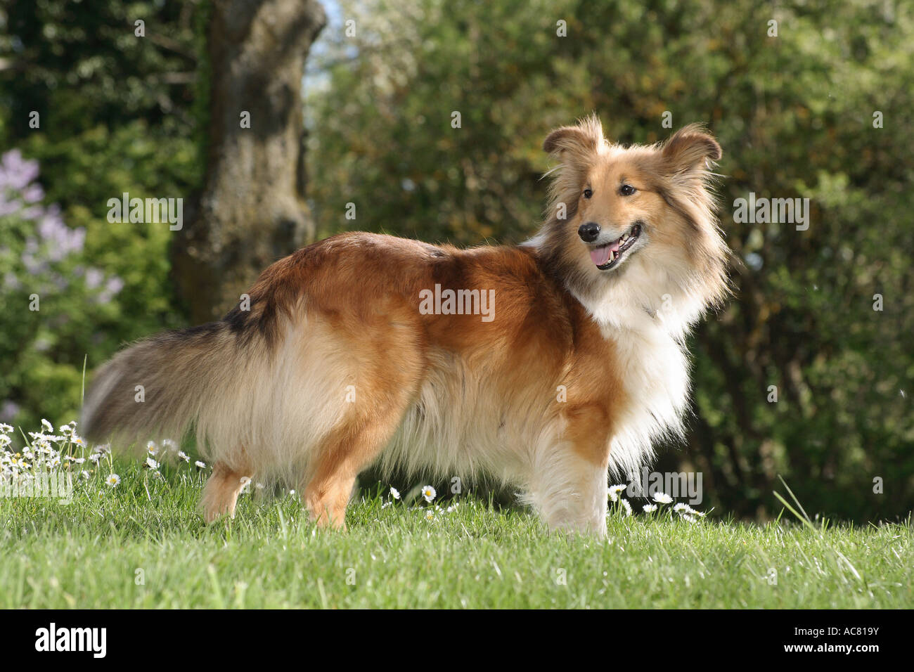 Shelties standing hi-res stock photography and images - Alamy