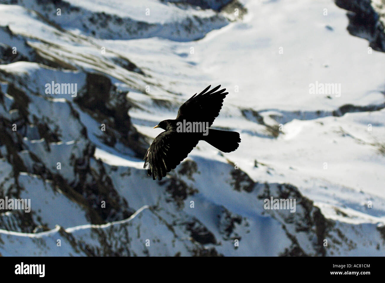 Alpine Chough - flying / Pyrrhocorax graculus Stock Photo - Alamy