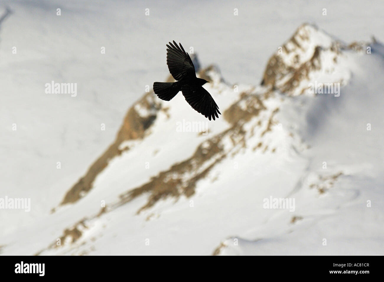 Alpine Chough - flying / Pyrrhocorax graculus Stock Photo - Alamy