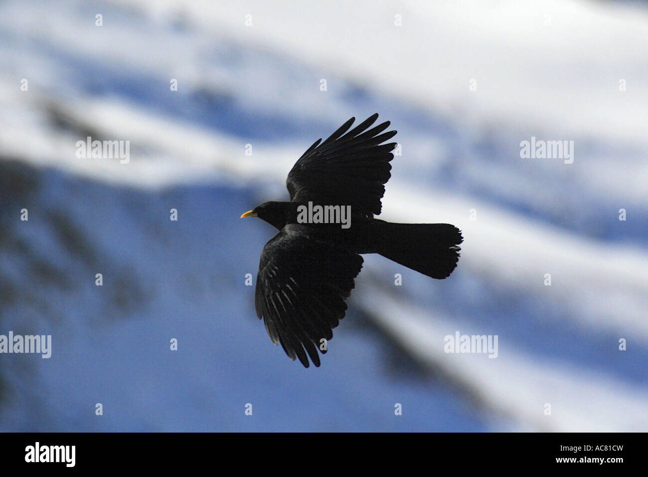 Alpine Chough - flying / Pyrrhocorax graculus Stock Photo - Alamy