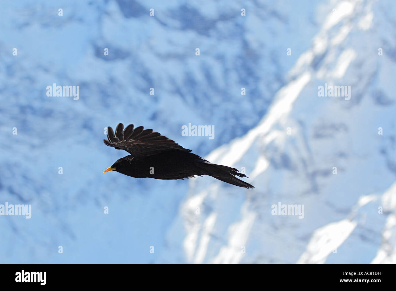 Alpine Chough - flying / Pyrrhocorax graculus Stock Photo - Alamy